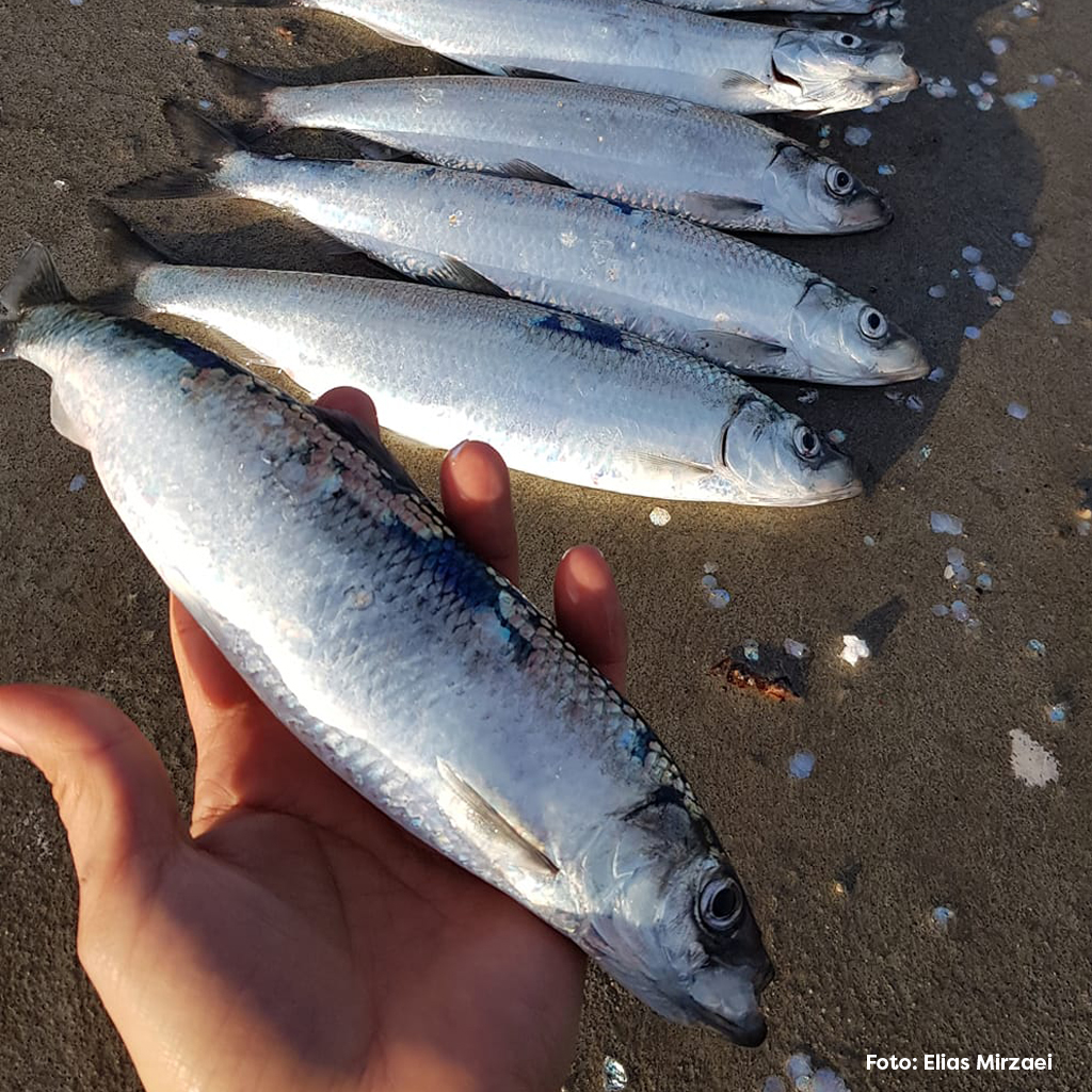 Det er tid til en sild