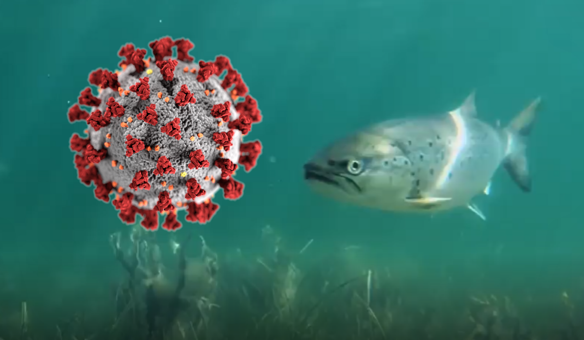 Fiskesygdommen IHN - Hvad betyder den for de danske lystfiskere?