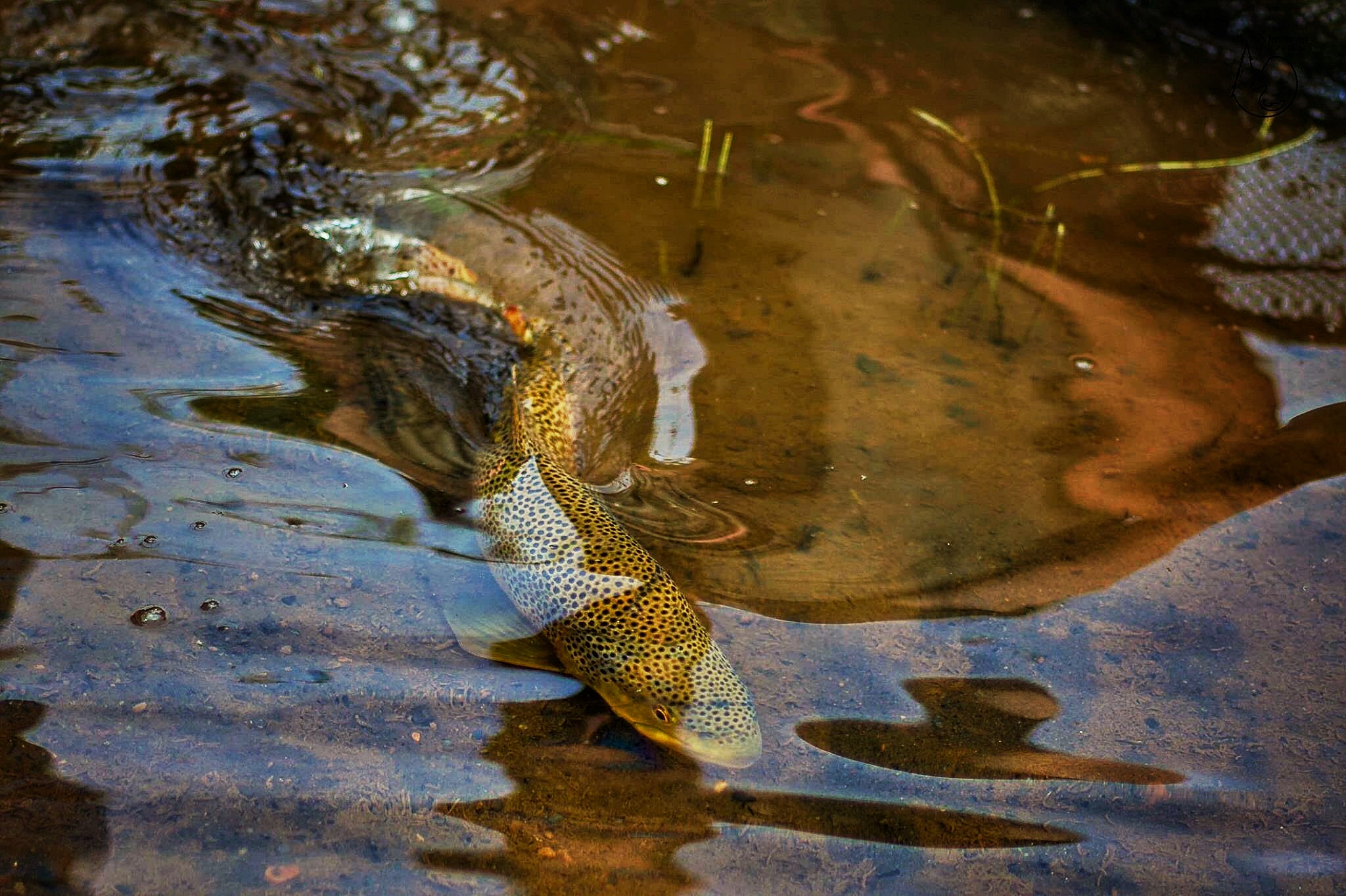 Fishing in Denmark - Denmark's national fishing guide