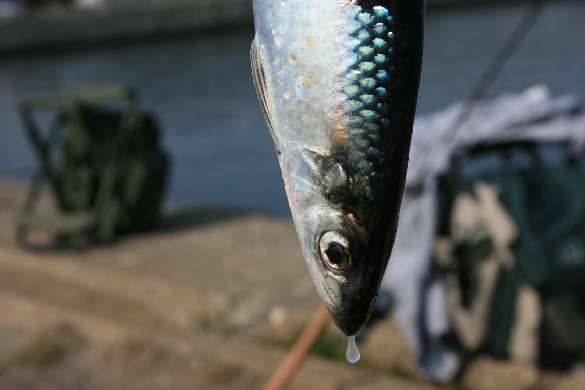 Det er tid til en sild