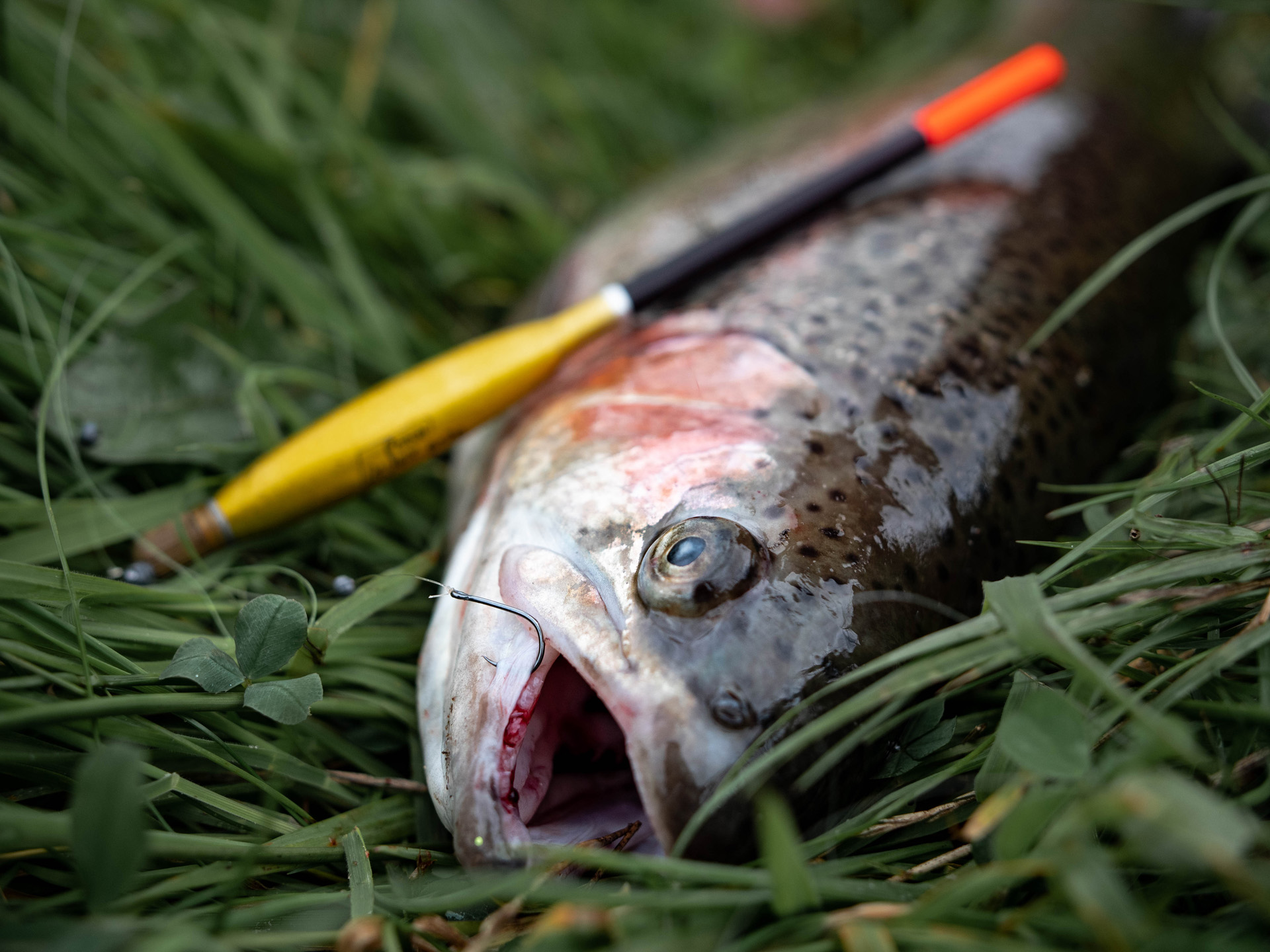 Find fiskepladser, fiske-guides, artikler, inspiration og meget mere